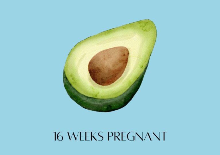 16 Weeks Pregnant! Symptoms, Fetal Development, Belly, Diary