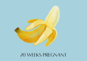 How Big Is My Baby? Fun Pregnancy Fruit Size Chart By Week